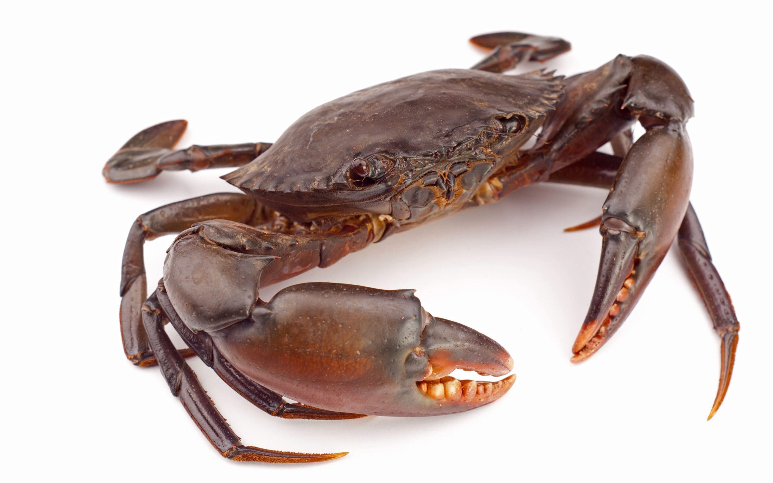 Mud Crab London