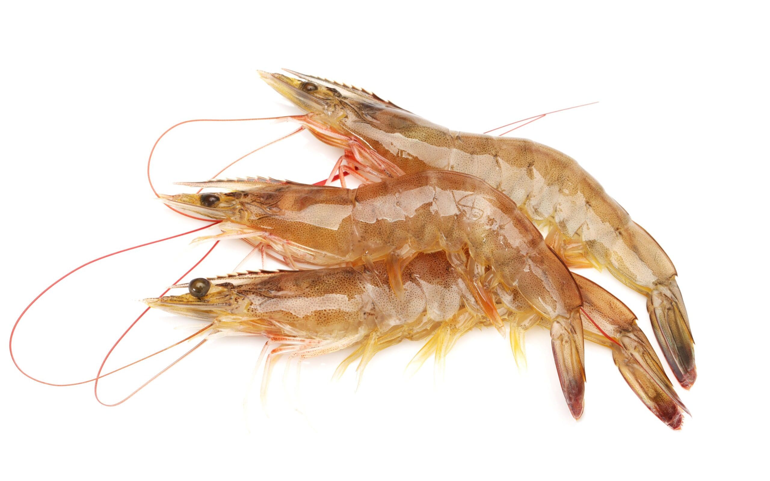 Raw Whole Vannamei Prawns - Markwell Foods New Zealand