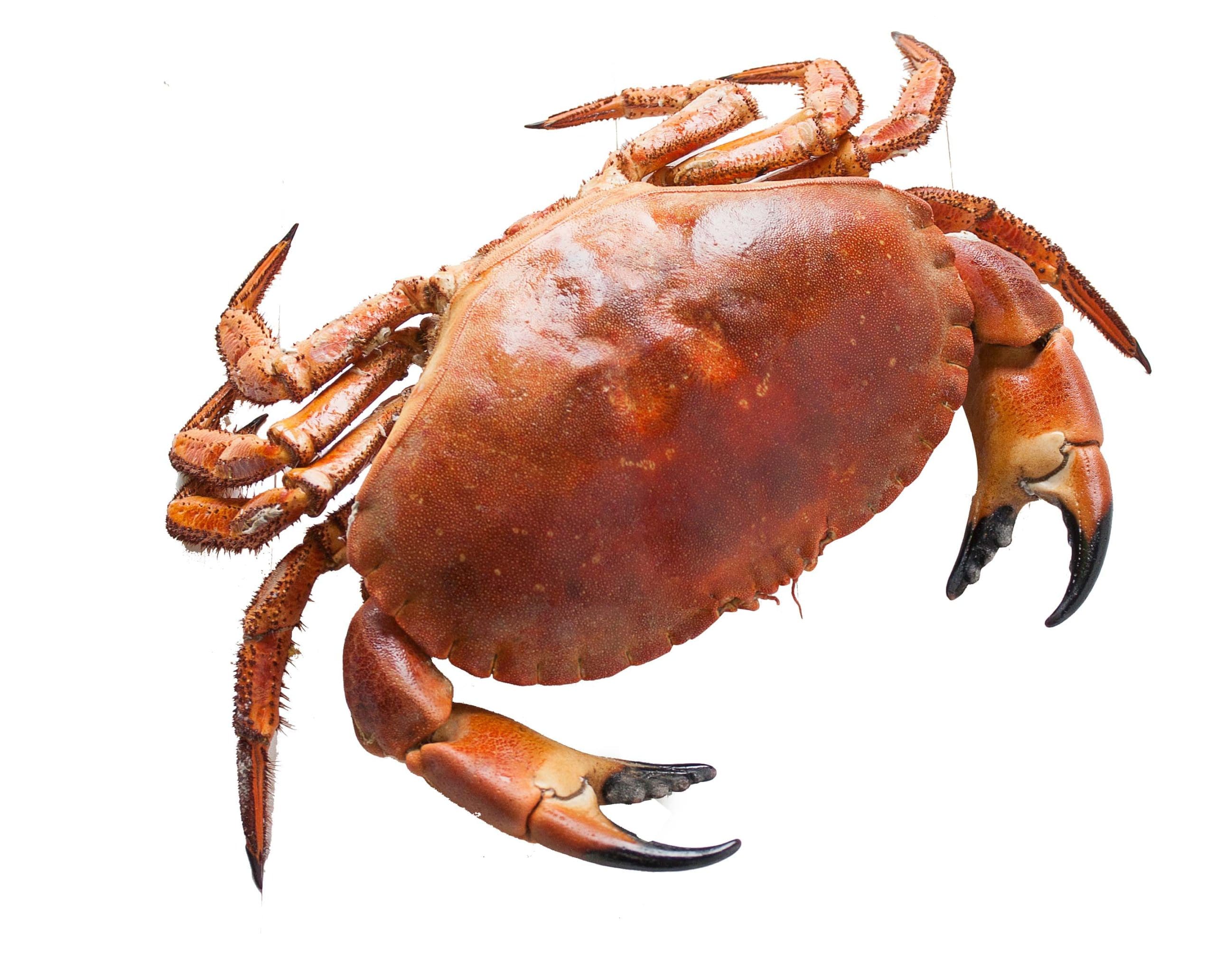 Cooked Whole Brown Crab - Markwell Foods New Zealand