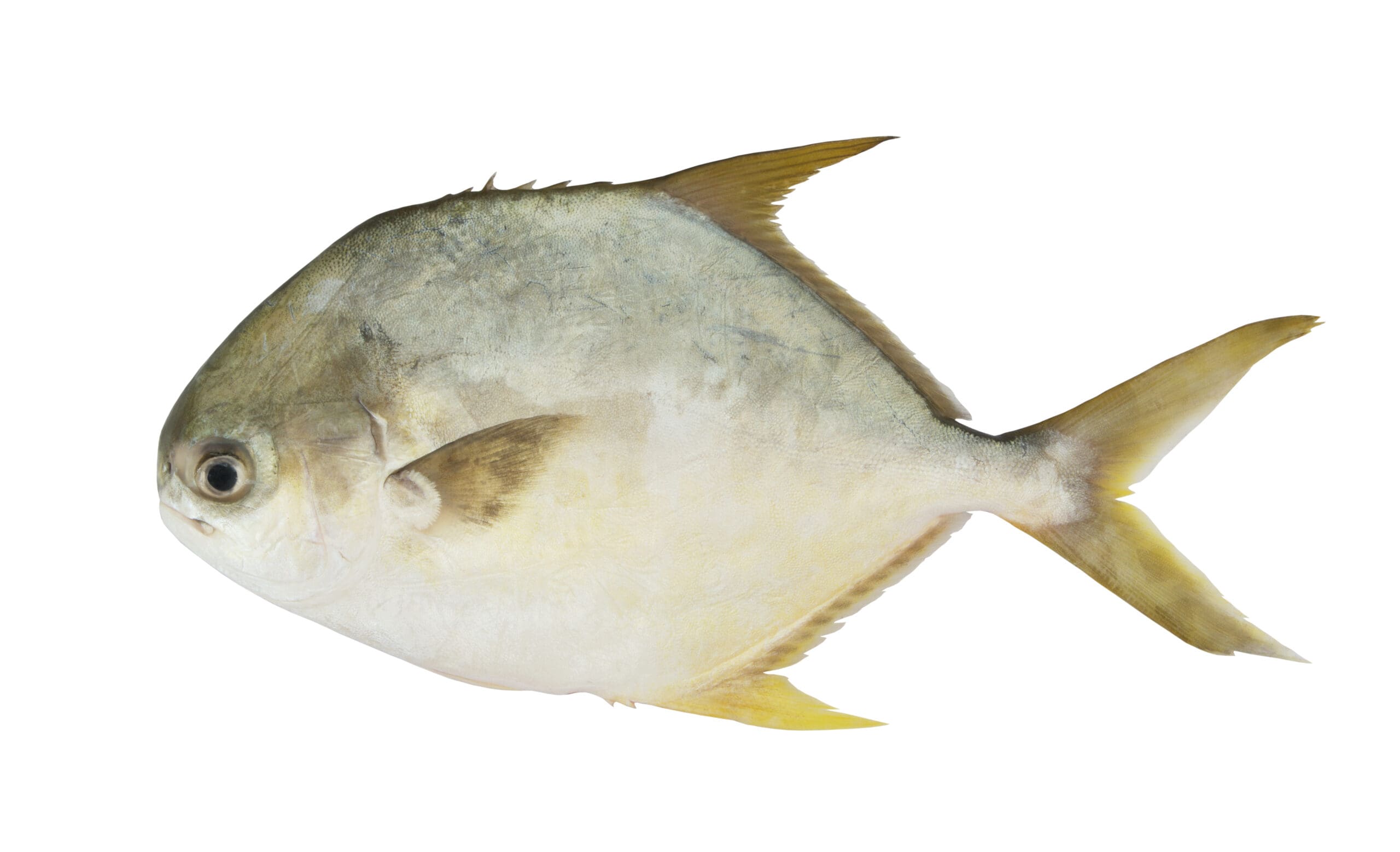 Golden Pompano - Markwell Foods New Zealand